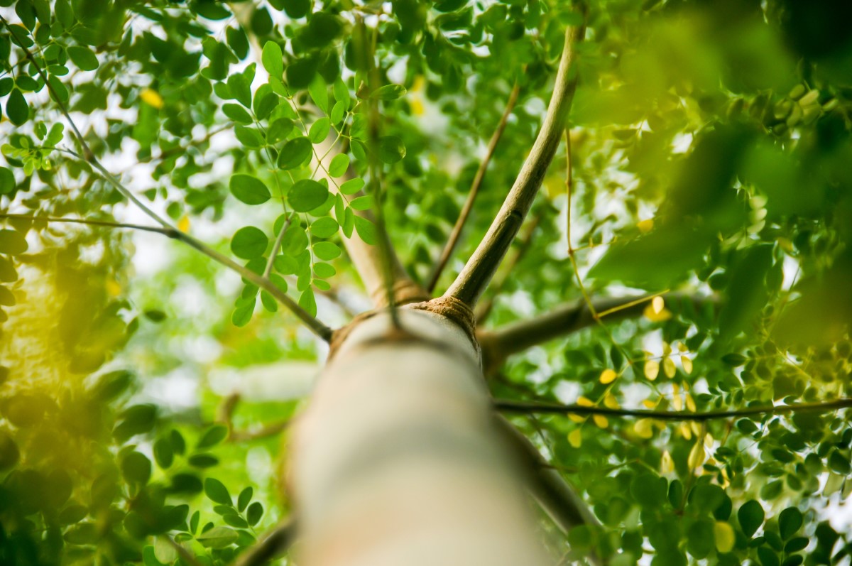 Moringa oleifera: Do you know this edible tree? What are the effects of ...