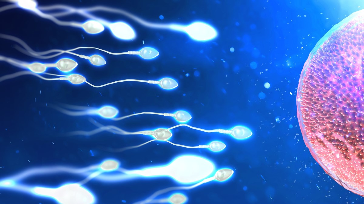 How is the egg fertilised and how long does it take to nest ...