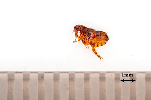 What is the human flea, what does it cause and what do its stings look ...