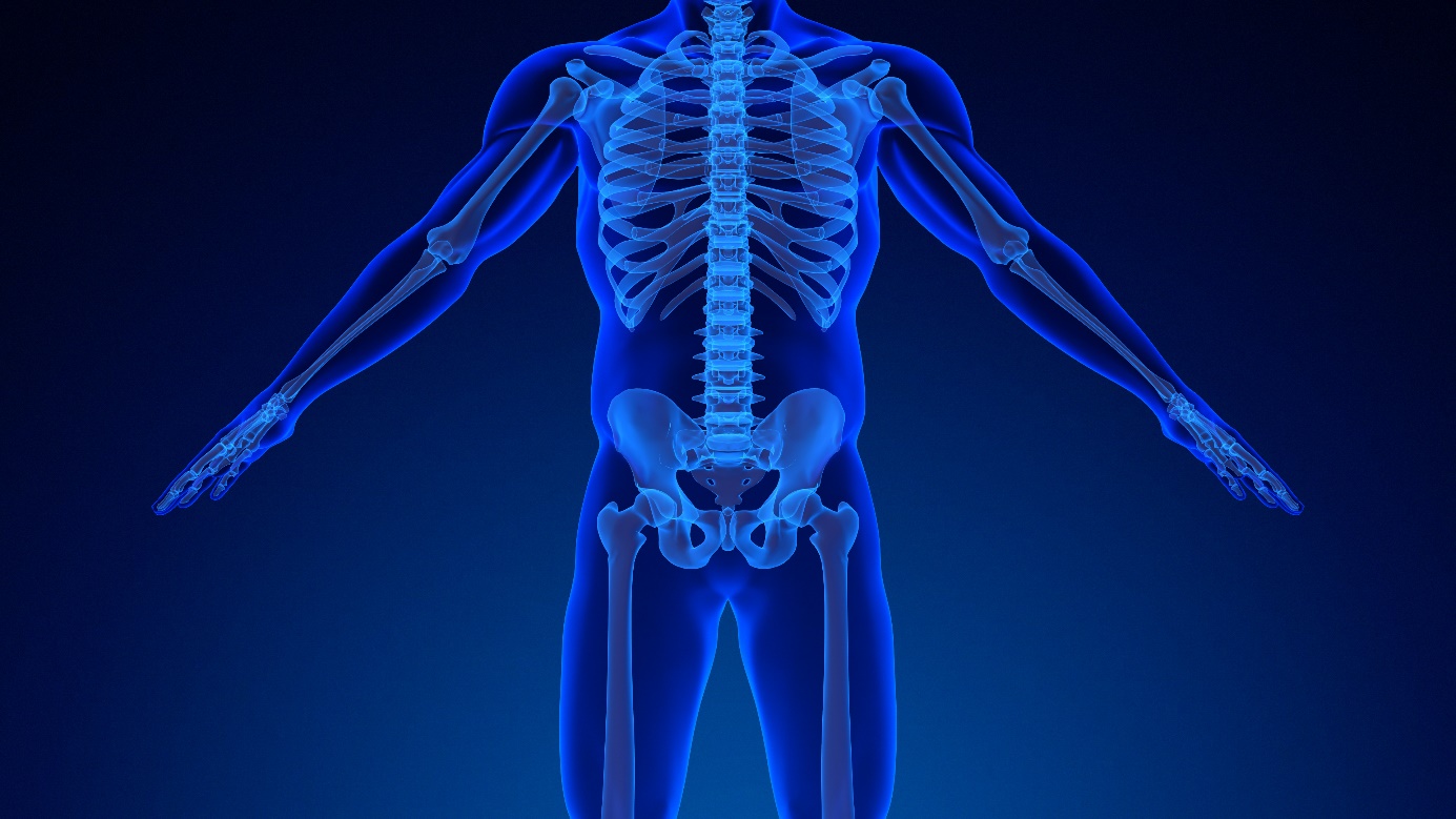Connective tissues: what are their functions, tissue types and diseases ...